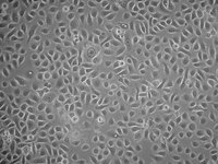 HPDE6c7 Human Pancreatic Duct Epithelial Cell Line | SCC442